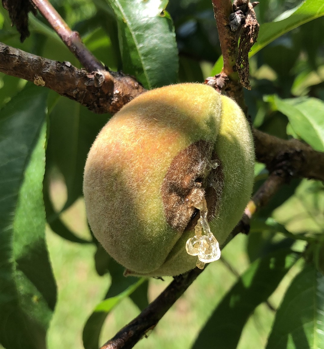 Field Update – 5/20/19 – The South Carolina Grower