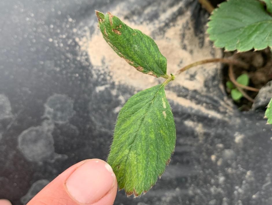 Weekly Field Update – 11/16/20 – The South Carolina Grower