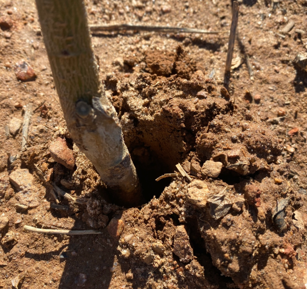 Weekly Field Update – 2/8/21 – The South Carolina Grower