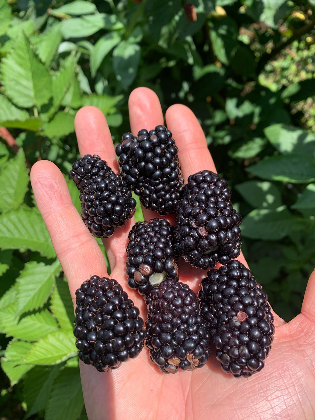 Weekly Field Update – 6/28/21 – The South Carolina Grower