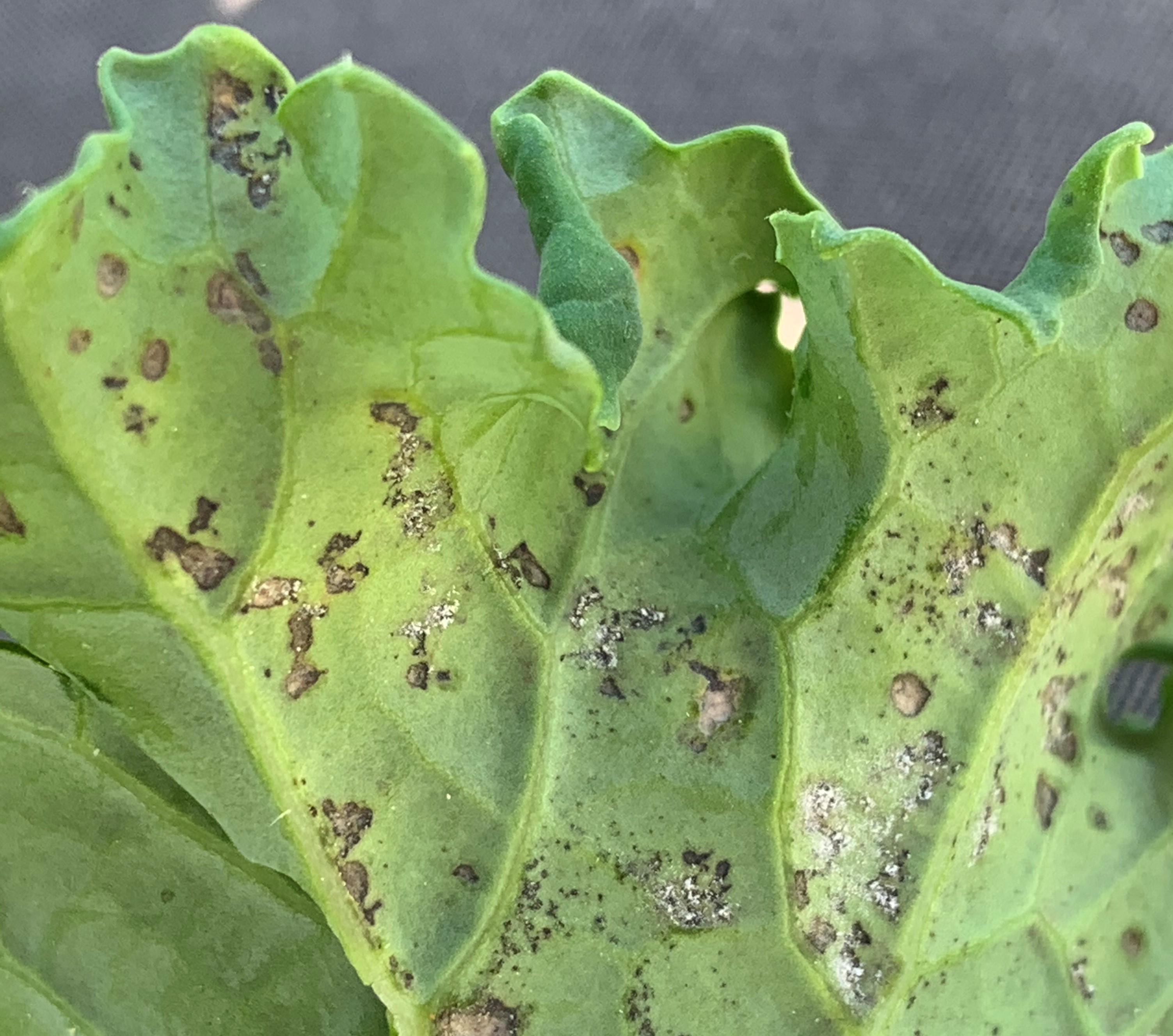 Fog and Downy Mildew on Collards – The South Carolina Grower