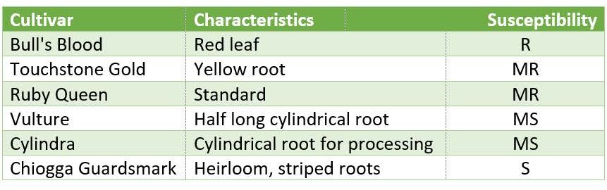 Beet Cultivars Tolerant to Cercospora Leaf Spot – The South Carolina Grower