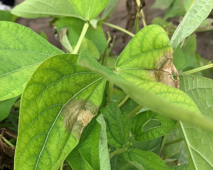 Choanephora Blight Found on Green Bean in Charleston – The South ...