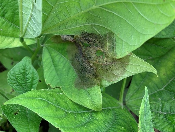 Choanephora Blight Found on Green Bean in Charleston – The South ...