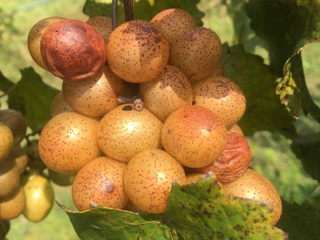 Weekly Field Update – 9/26/22 – The South Carolina Grower