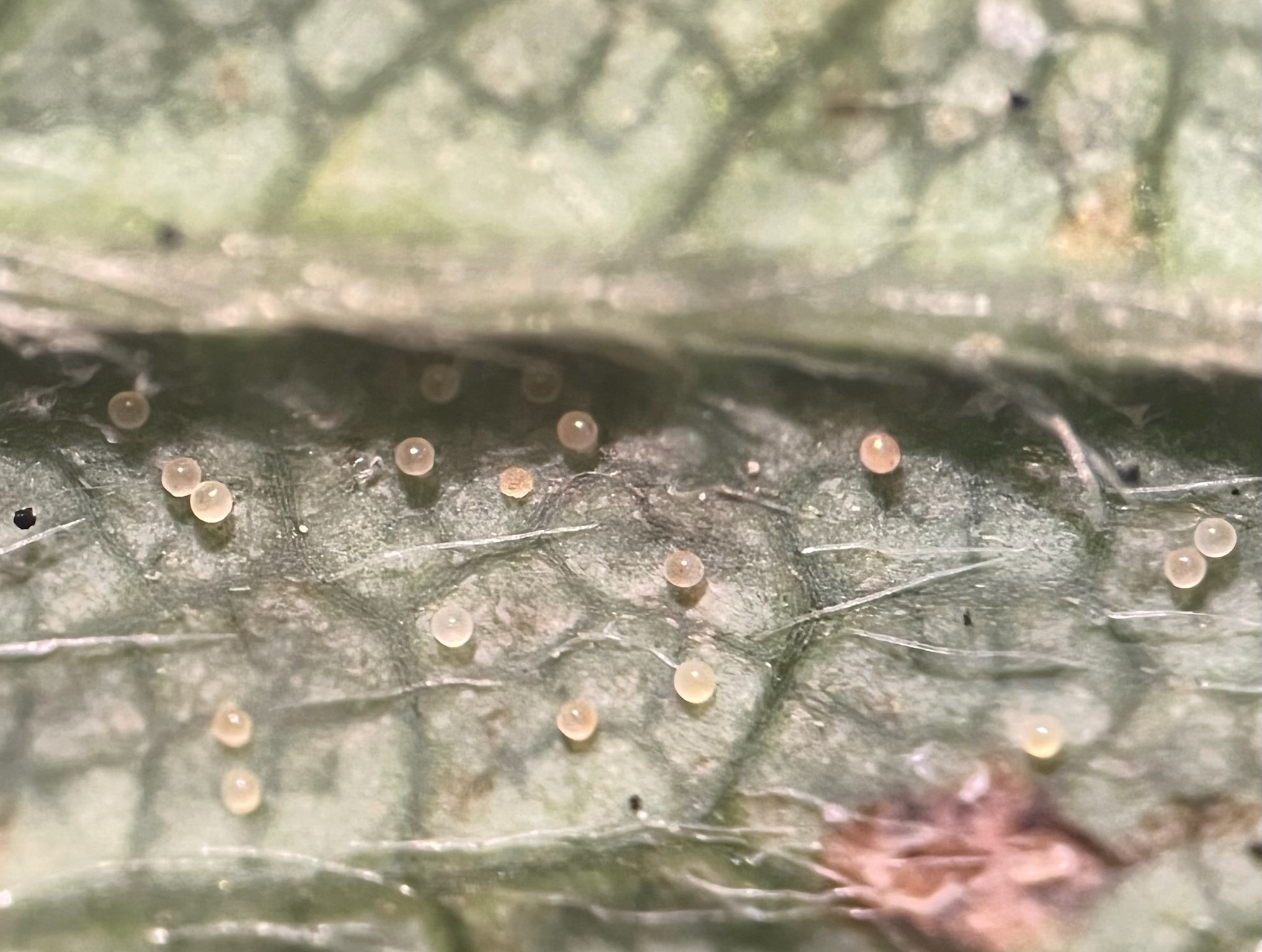 Question of the Week – Spider Mites – The South Carolina Grower