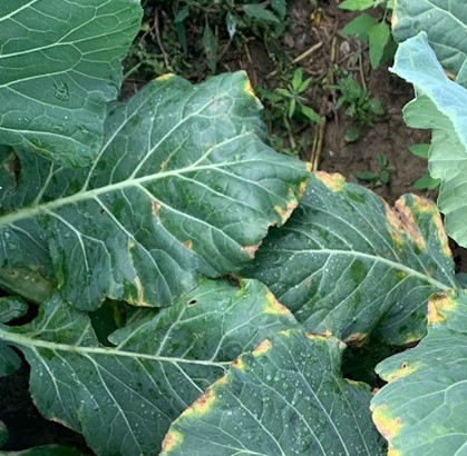 Black Rot Review: How to Manage this Disease on Brassica Crops – The ...