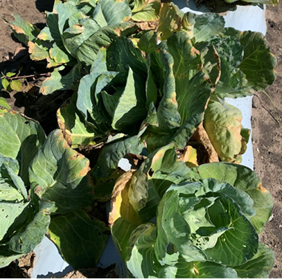 Black Rot Review: How to Manage this Disease on Brassica Crops – The ...