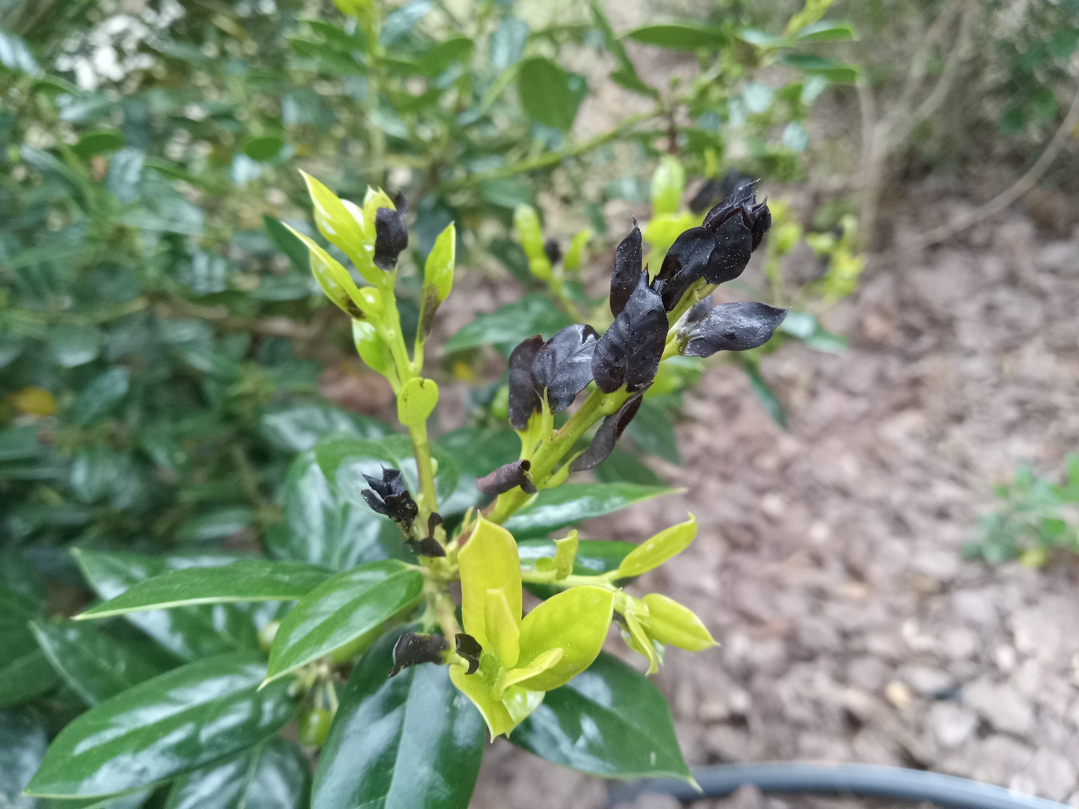 Question of the Week – Cold Damage – The South Carolina Grower