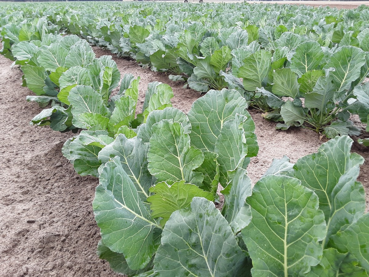 2022 Collard Stats – The South Carolina Grower