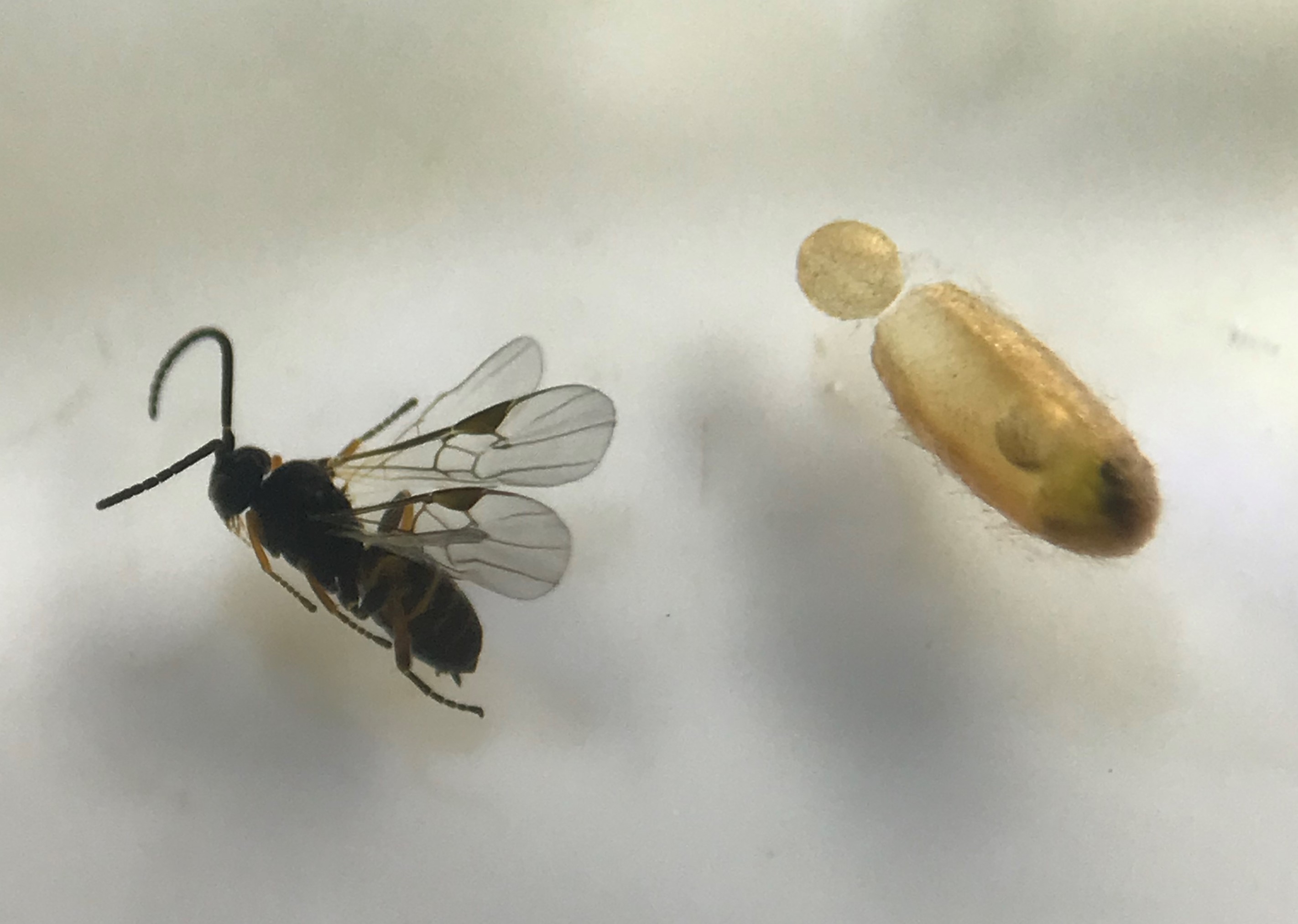 Question of the Week – Parasitic Wasp Cocoon – The South Carolina Grower