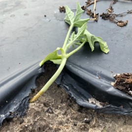 2023 Fusarium Wilt on Seedless Watermelon Experiment – Week 3 ...