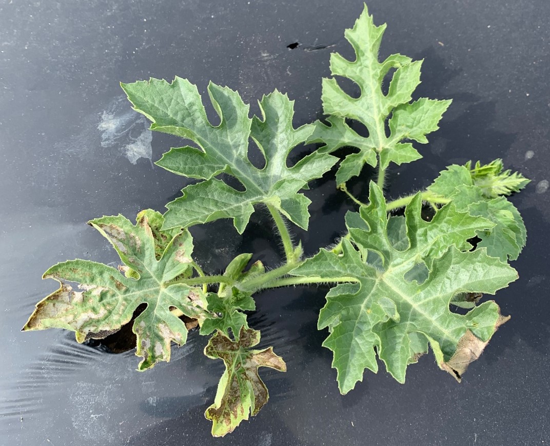 2023 Fusarium Wilt on Seedless Watermelon Experiment – Week 3 ...