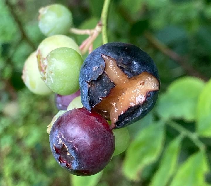 Question of the Week – Excessive Water – The South Carolina Grower