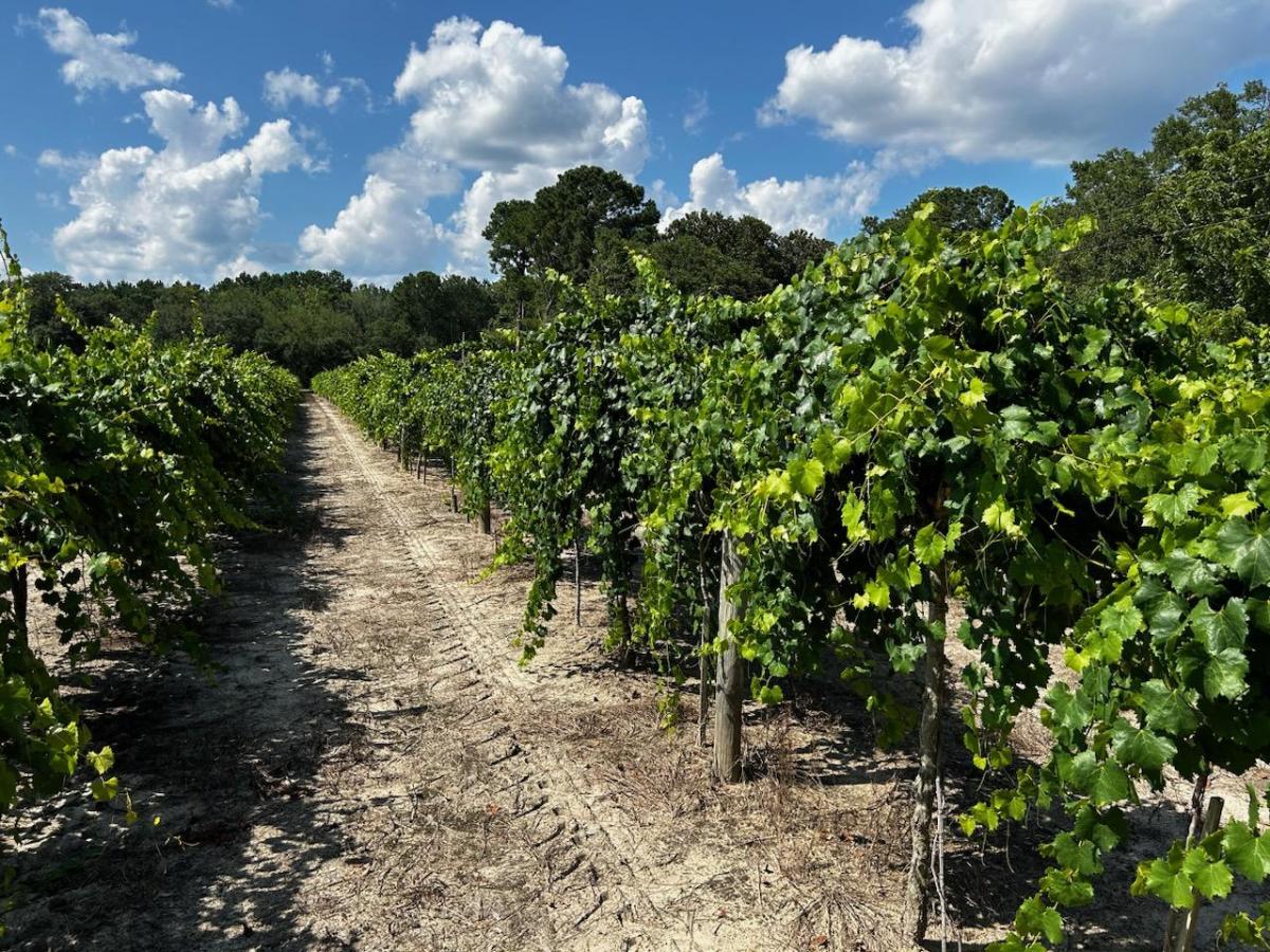 Weekly Field Update – 7/17/23 – The South Carolina Grower