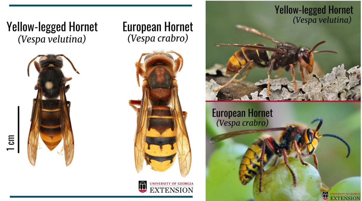 Yellow-legged Hornet Sighted in Savannah, GA – The South Carolina Grower
