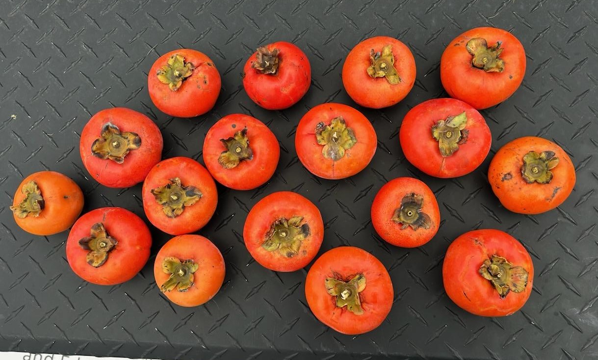 Question of the Week – Asian Persimmon – The South Carolina Grower