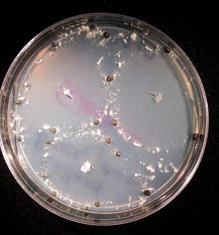 White Mold on Kale and Other Cool-Season Vegetables – The South ...