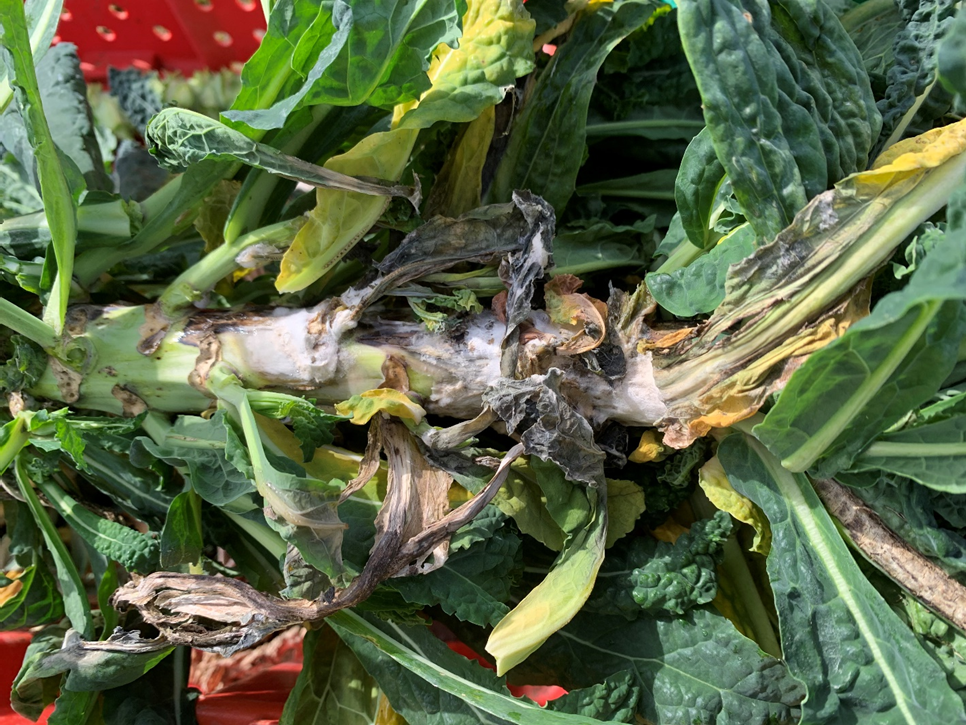 White Mold on Kale and Other Cool-Season Vegetables – The South ...