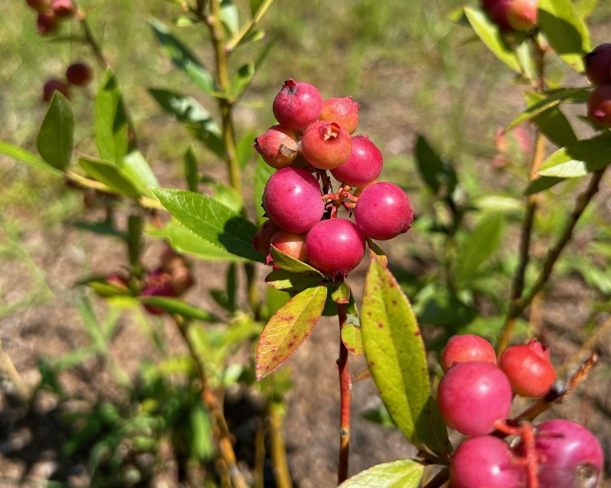 Question of the Week – Pink Lemonade Blueberry – The South Carolina Grower