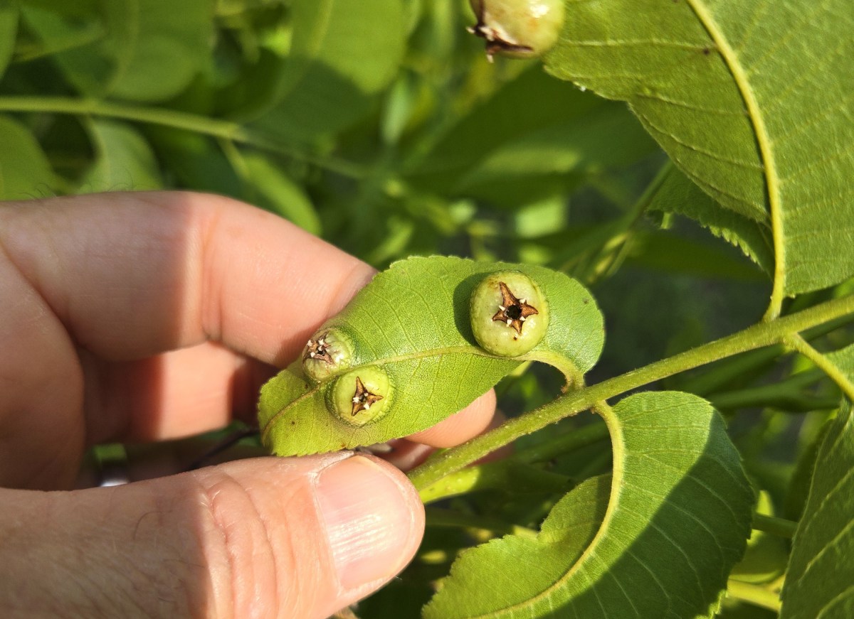 Question of the Week – Pecan Leaf Phylloxera – The South Carolina Grower