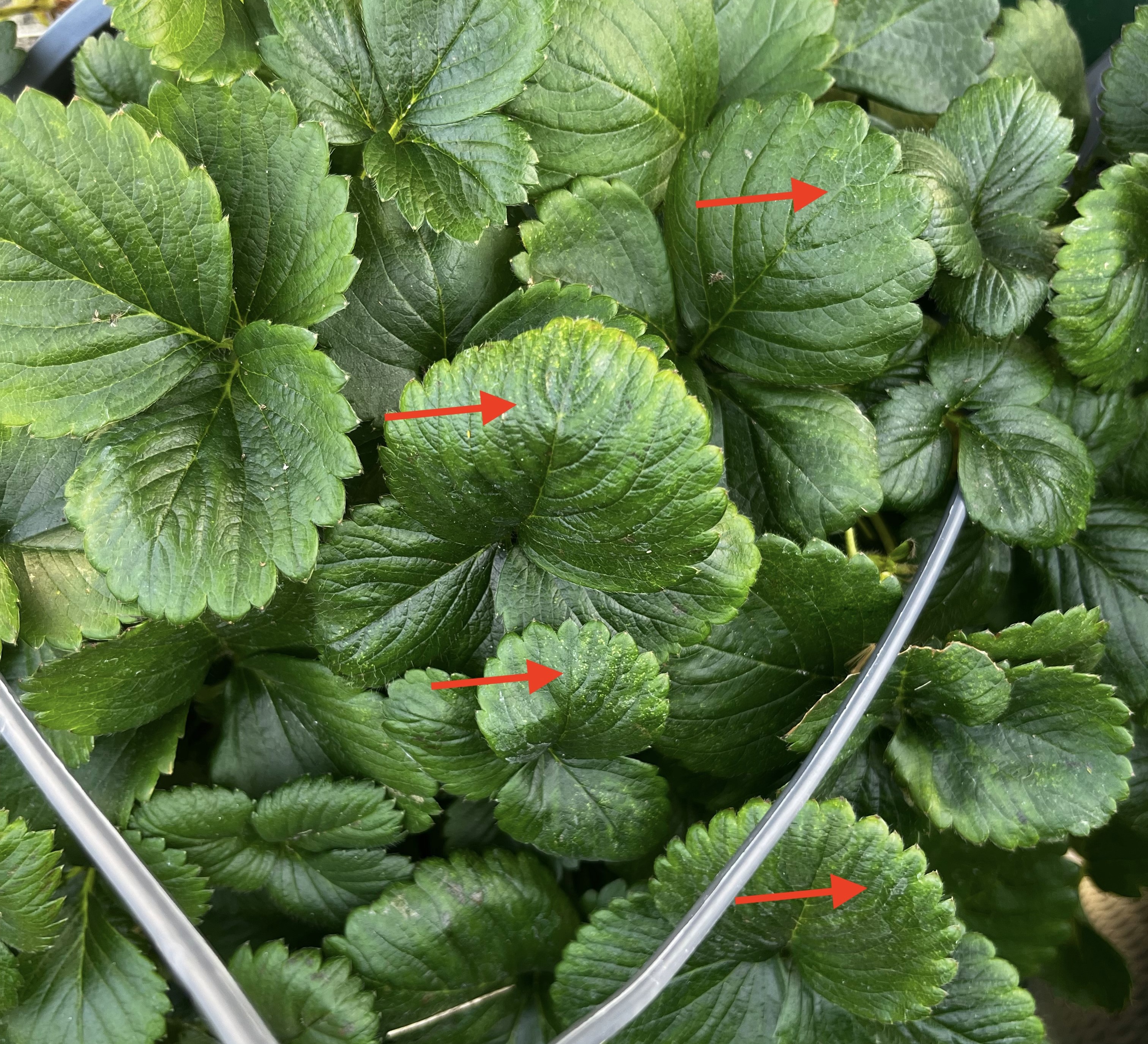 Question of the Week – Thrips and Mites – The South Carolina Grower