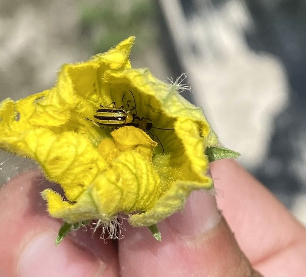 Weekly Field Update – 5/27/25 – The South Carolina Grower