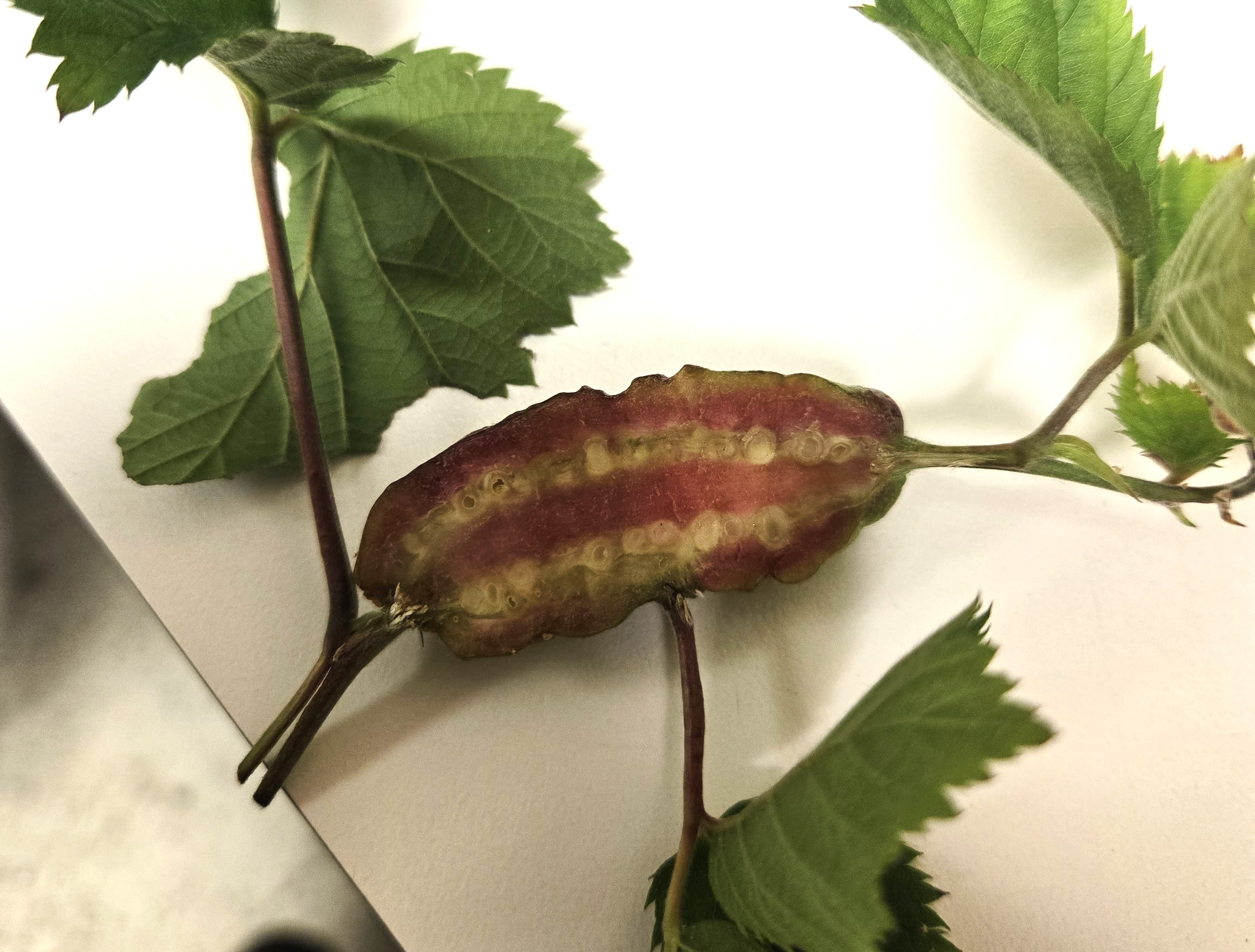 Question of the Week – Stem Gall – The South Carolina Grower