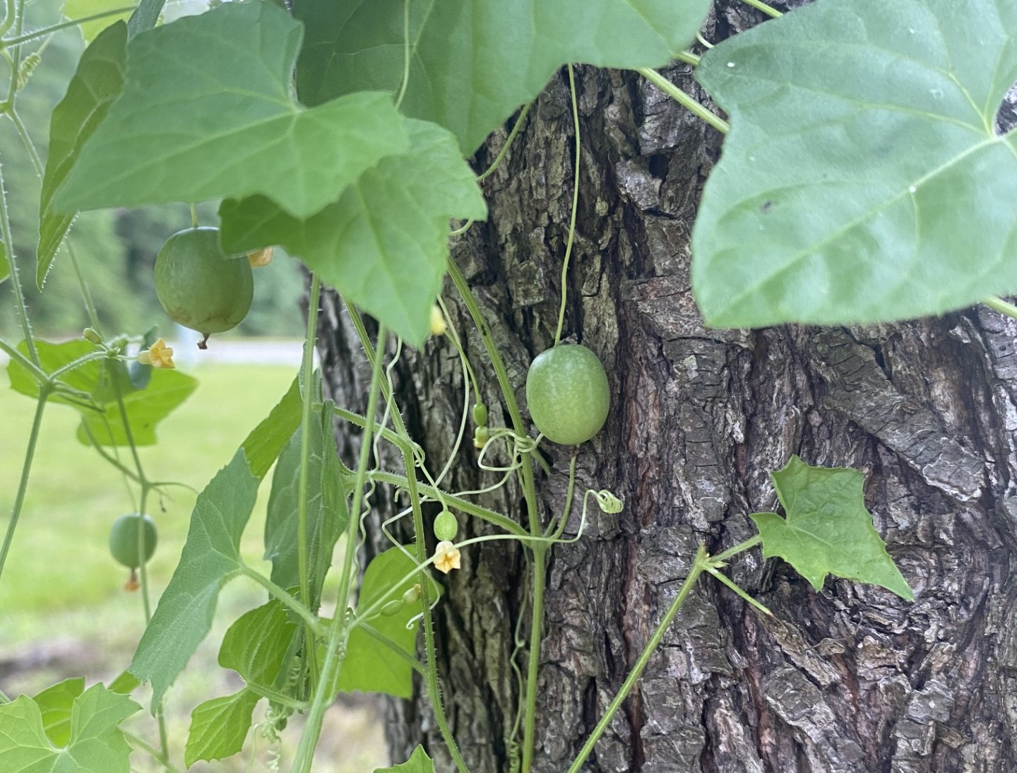 Question of the Week – Creeping Cucumber – The South Carolina Grower