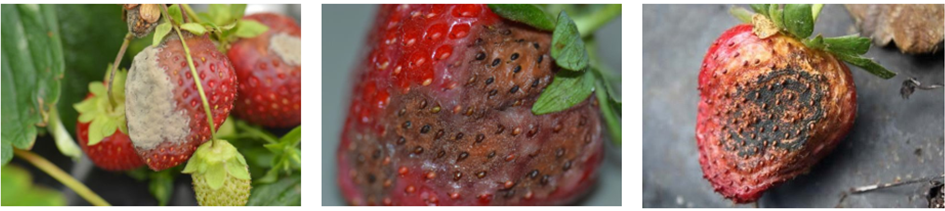 Spray Strategies for Strawberry Disease Control in South Carolina – The ...