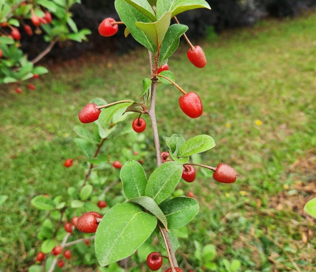 Question of the Week – Goumi Berry – The South Carolina Grower